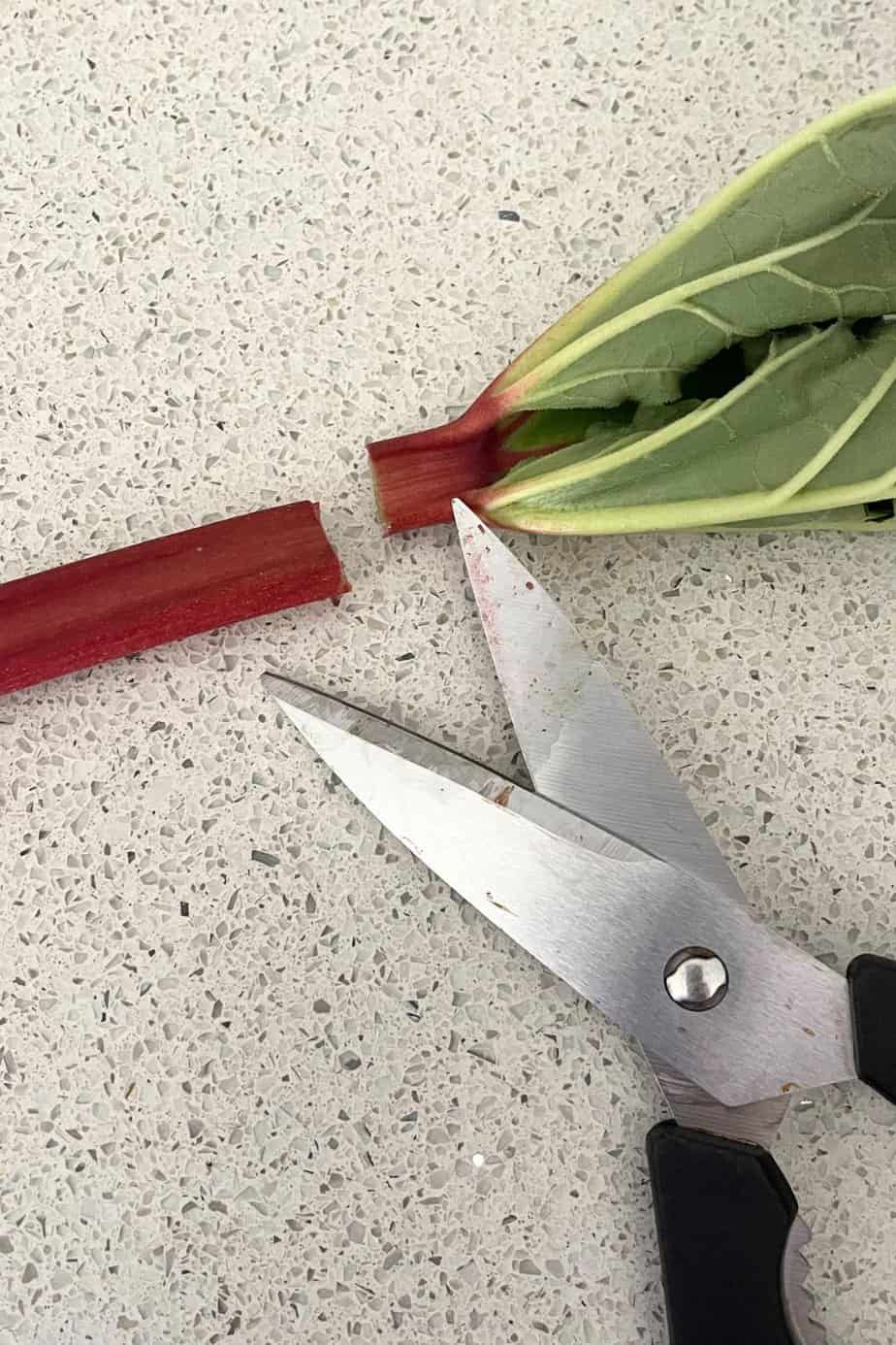 Strawberry Rhubarb Scones Recipe {Super Easy!} - the scone blog
